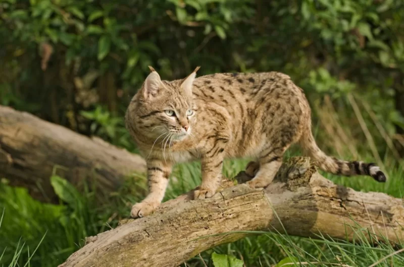Small cat species of India