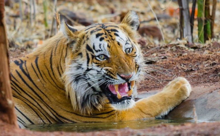 Tiger families of Tadoba National Park