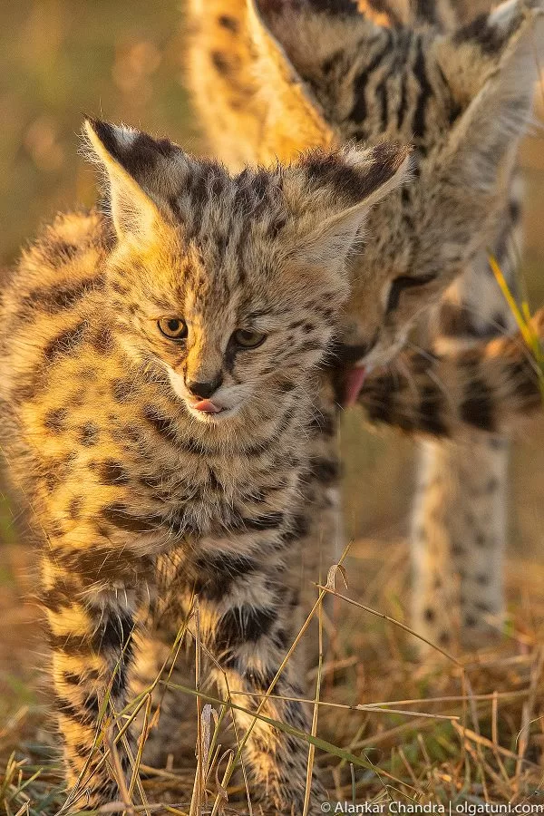 Small Cat Species of Africa