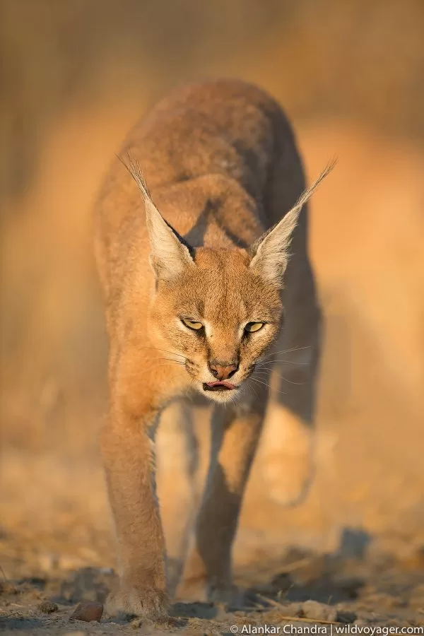 Small Cat Species of Africa