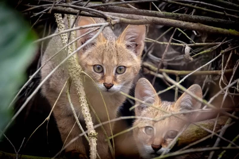 Small Cat Species of Africa