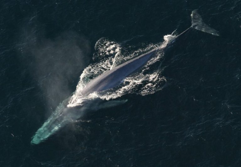 Migration pattern of blue whales