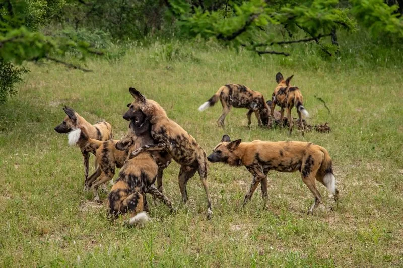 Where to see wild dogs in Africa