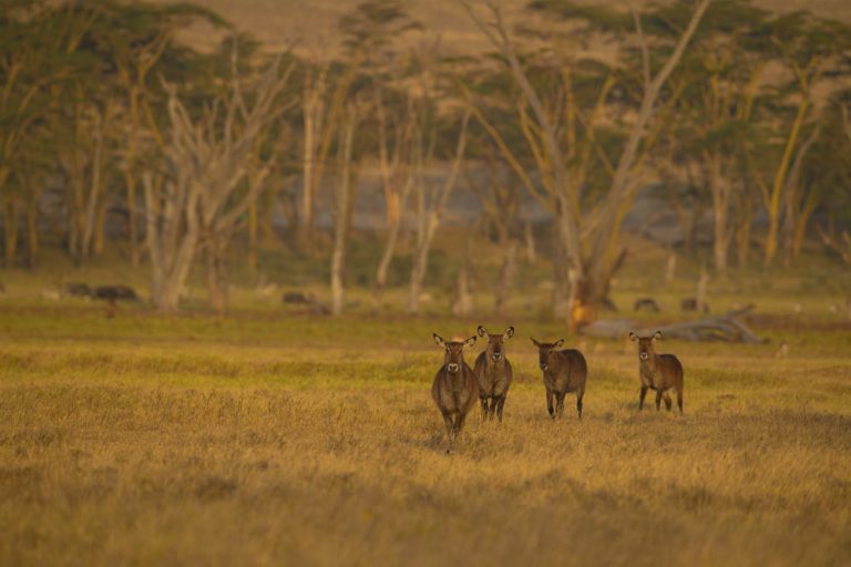 Kenya’s Great Rift Valley & Cheetah Safaris