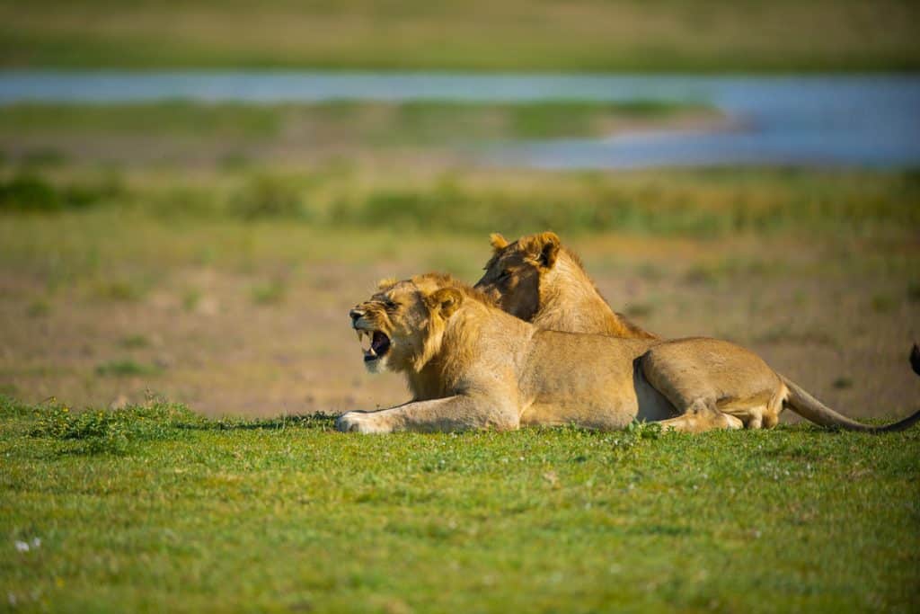 Explore East Africa Safari Tour & Packages